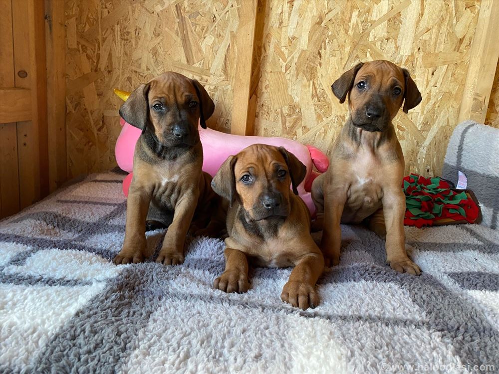 Rodezijski ridzbek | Halo Oglasi