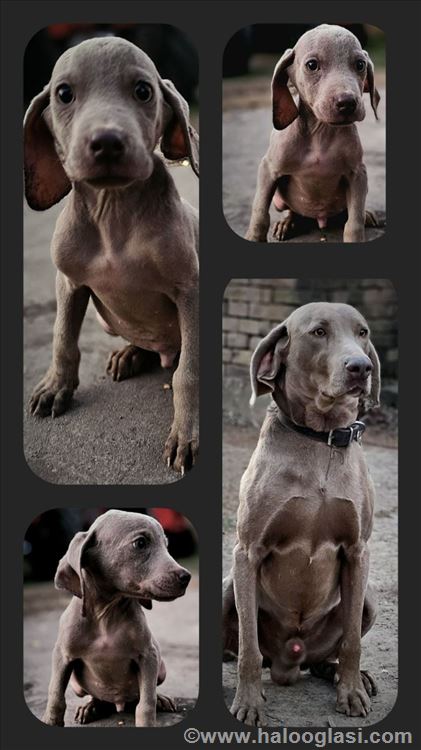 Vajmarski ptičar, štene | Halo Oglasi