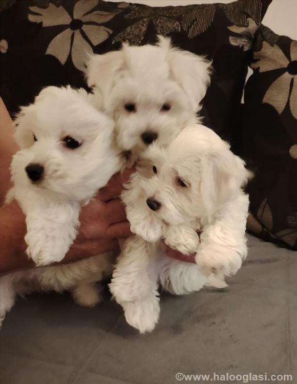 Maltezer, štenad | Halo Oglasi