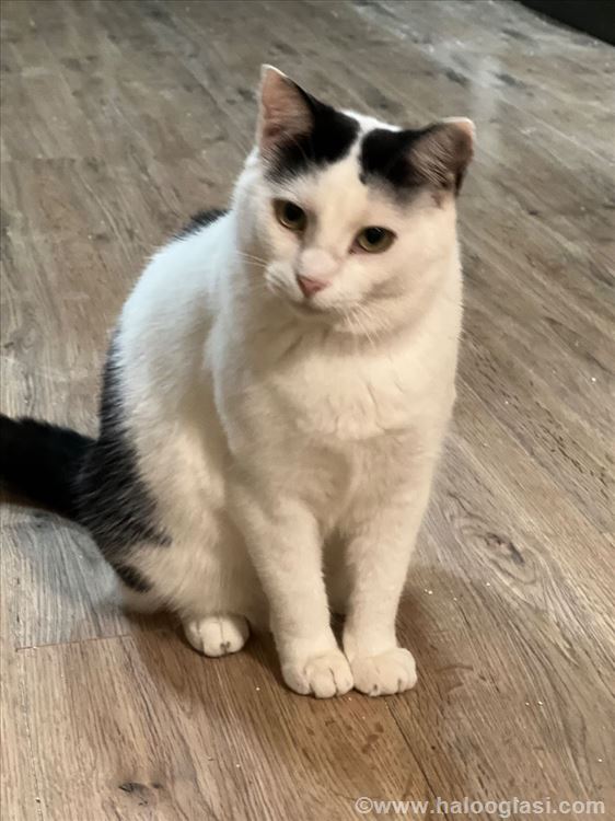 Maca Daca, Beograd | Halo Oglasi