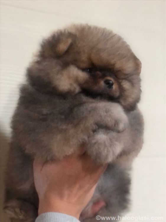 Pomeranac boo, štene | Halo Oglasi