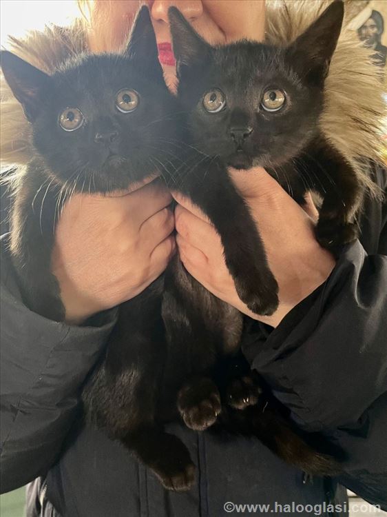 Dva predivna mačeta hitno traže dom | Halo Oglasi