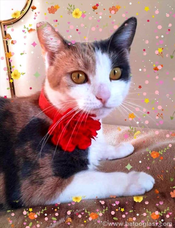 Predivna maca Nadja trazi dom u Bg/NS/Pa | Halo Oglasi