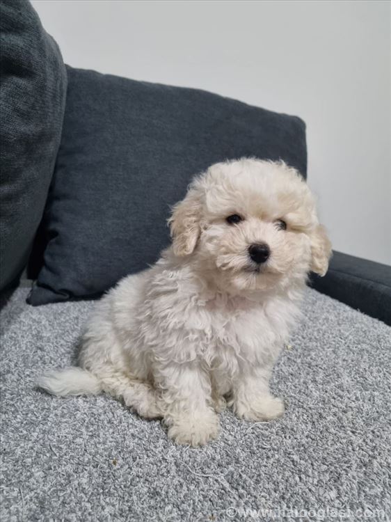 Kovrdžavi bišon, štene | Halo Oglasi