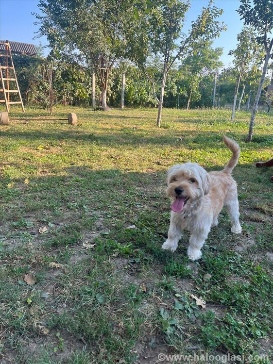 Cuvanje pasa, pansion sa grejanjem | Halo Oglasi