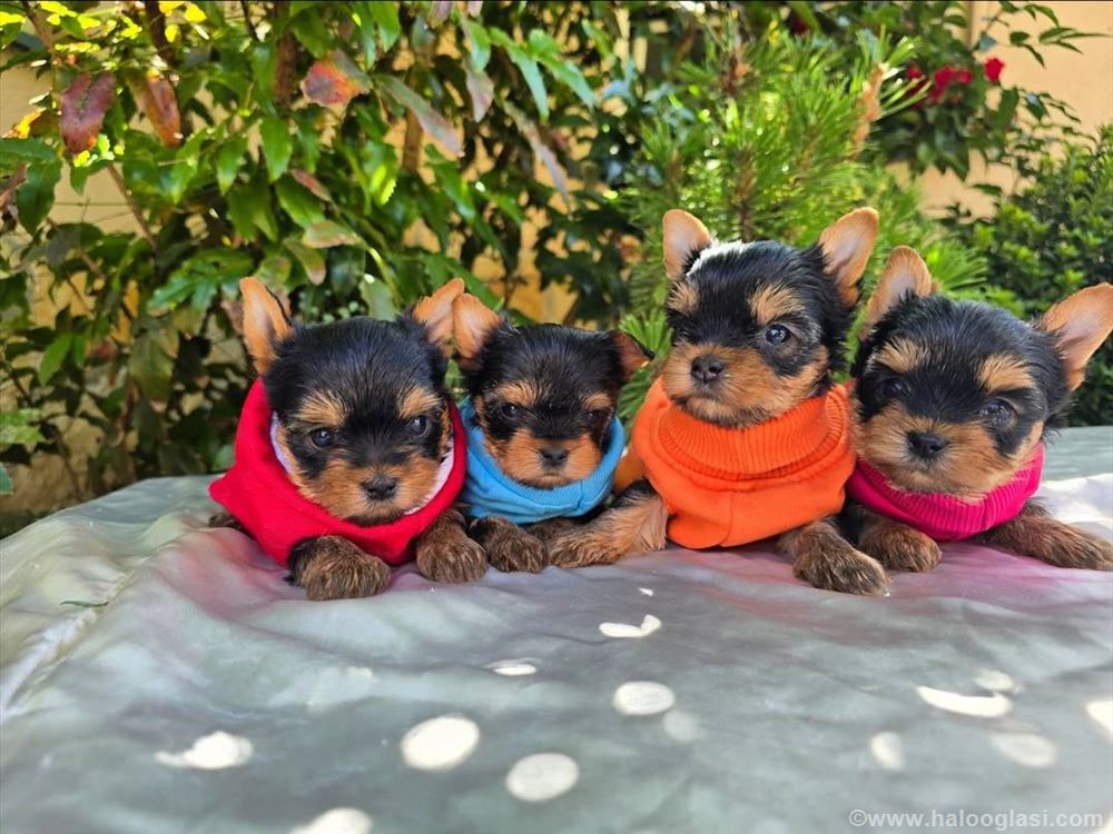Mini Jorkširski terijeri štenci, na prodaju | Halo Oglasi