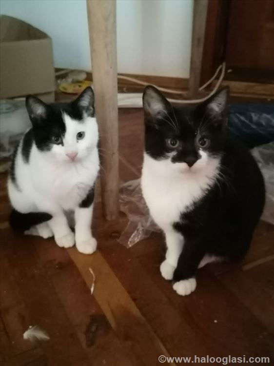 Dva predivna mačeta hitno traže dom | Halo Oglasi