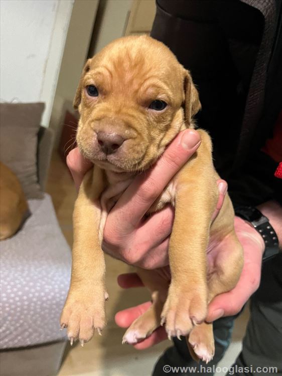 Pit bul Red Nose, štenići | Halo Oglasi