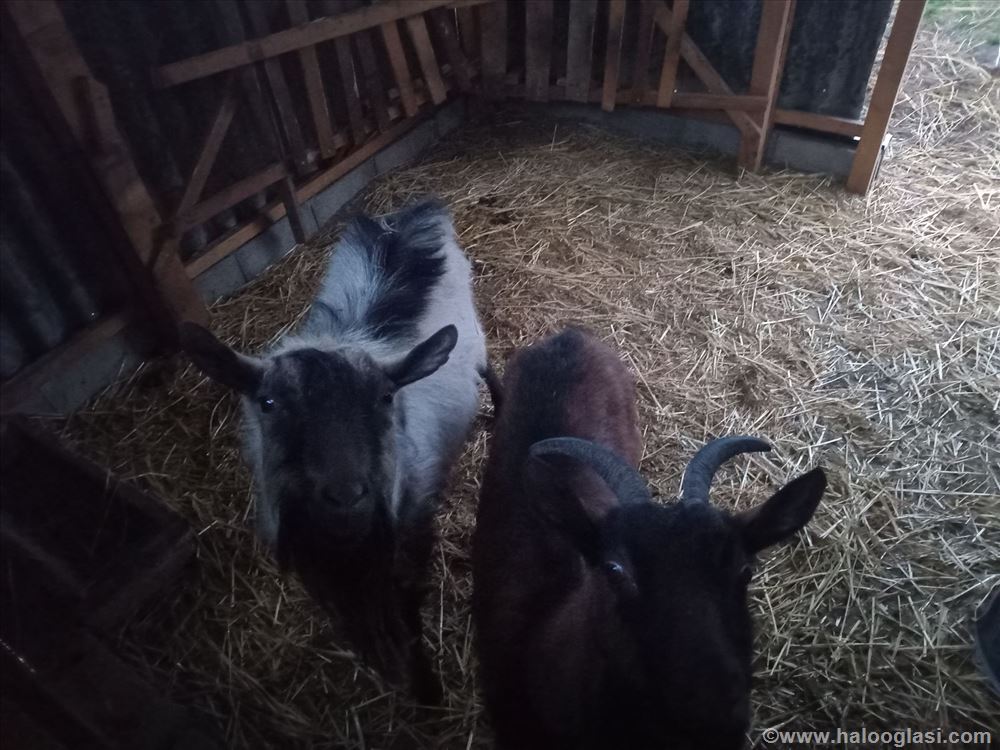 Koza i jarac povoljno | Halo Oglasi