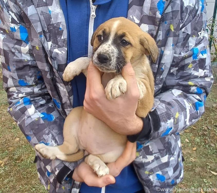 Poklanjam Stence mesance | Halo Oglasi