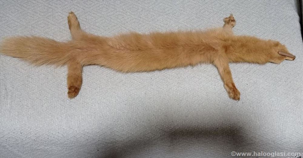 Krzno od lasice | Halo Oglasi