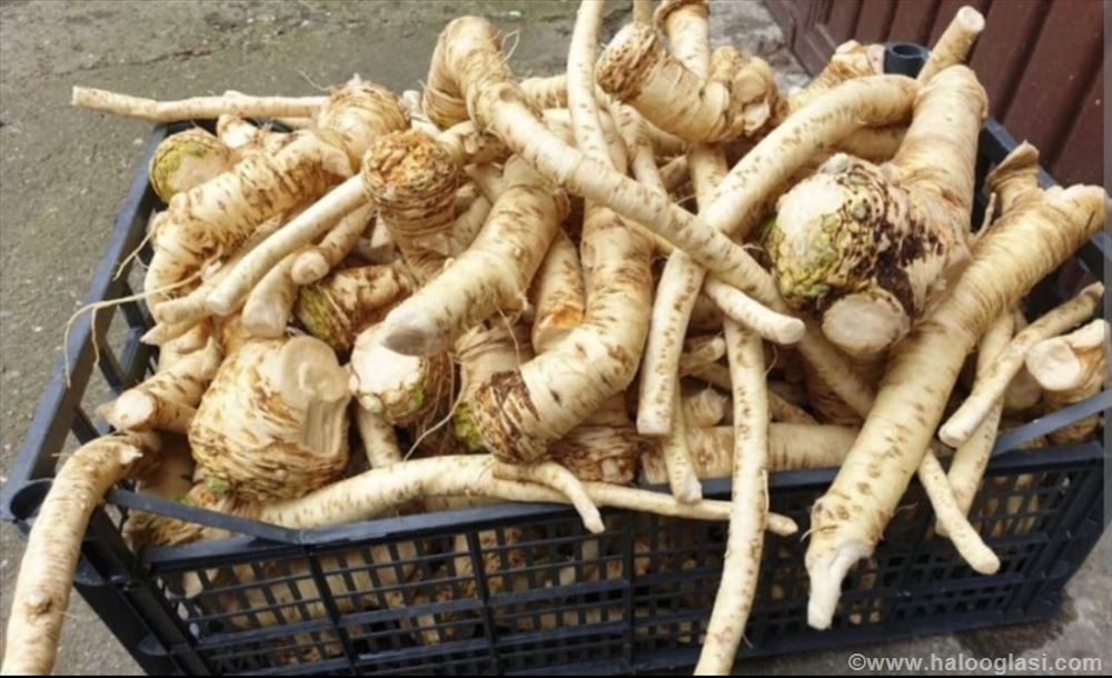 Ren, 1. klasa koren rena | Halo Oglasi