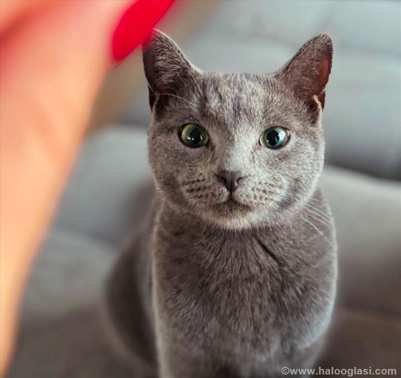 Ruska plava, mače | Halo Oglasi