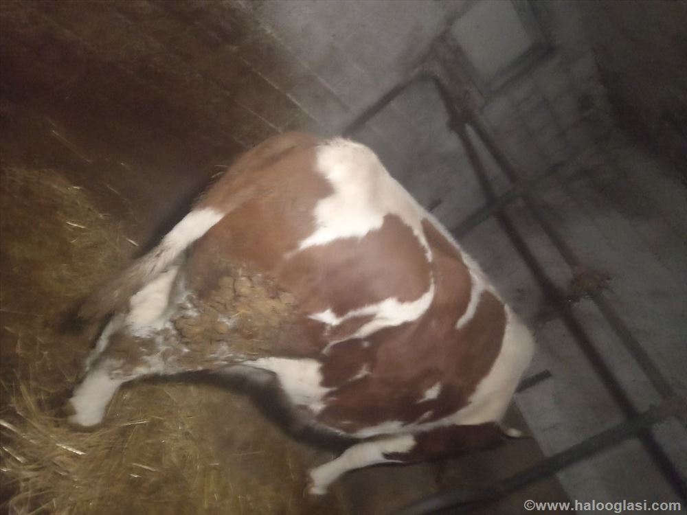 Prodajem kravu | Halo Oglasi