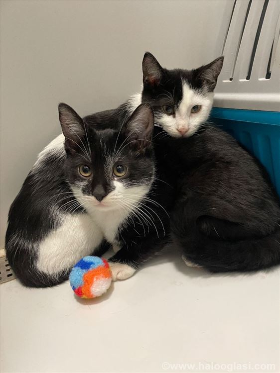 Dva mila mačeta hitno traže dom | Halo Oglasi