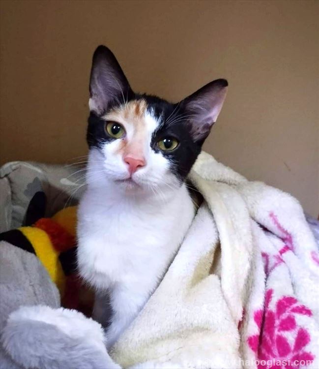 Predivna, neobična maca Sunčica traži do | Halo Oglasi