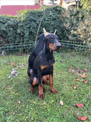 Prodaja pasa i psi na poklon Doberman | Halo oglasi