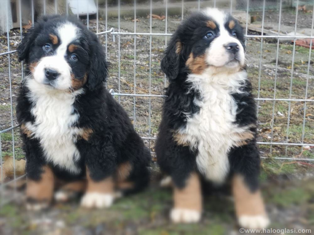 Bernski pastirski pas, štene | Halo Oglasi