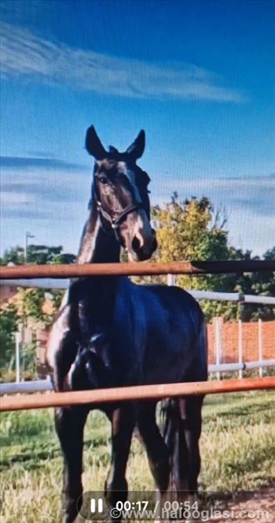 Konj KVPN | Halo Oglasi