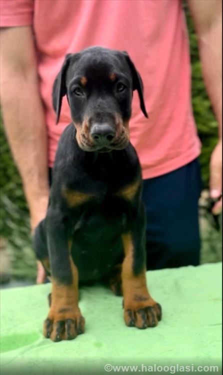 Doberman, štene | Halo Oglasi