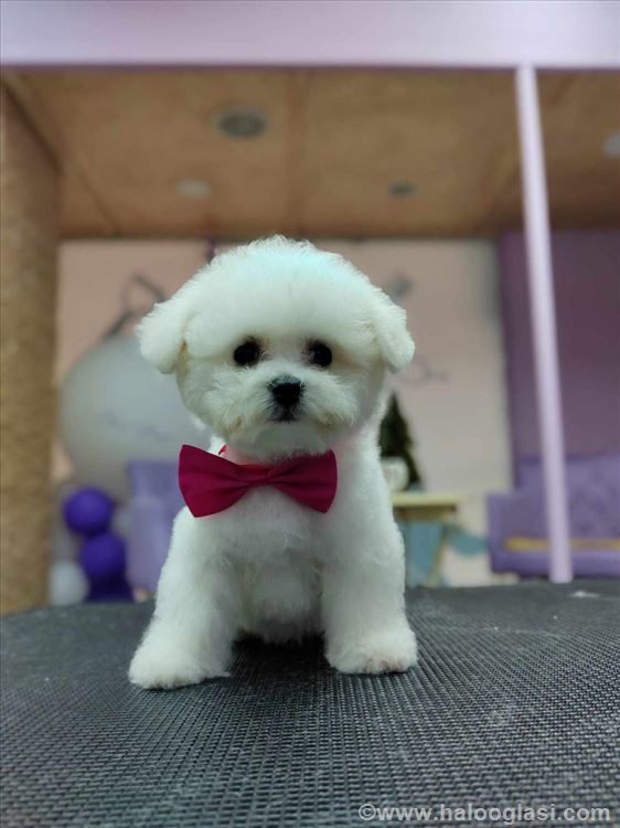 Kovrdžavi bišon, štene | Halo Oglasi