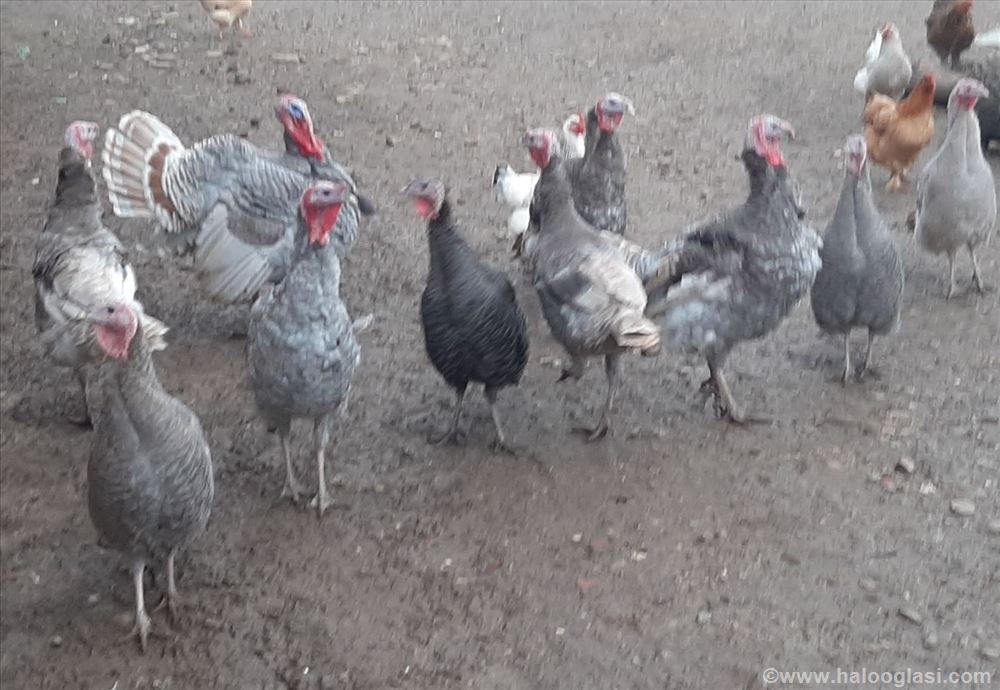 Domaće ćurke na prodaju | Halo Oglasi