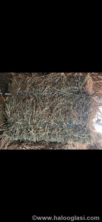 Balirana lucerka | Halo Oglasi