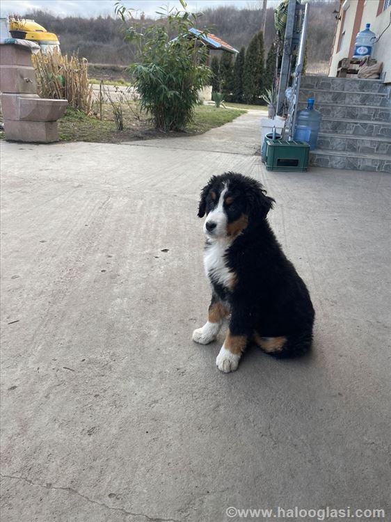 Bernski pastirski pas, štene | Halo Oglasi