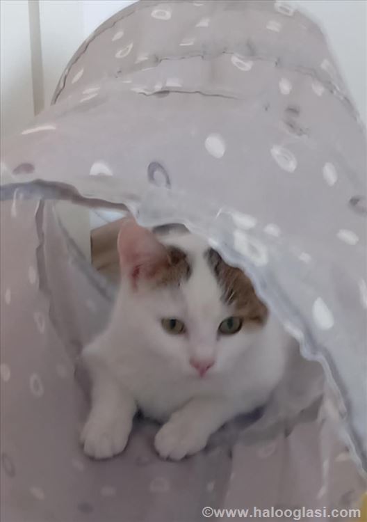 Poklanja se lepa,mlada,umiljata,pufnasta maca | Halo Oglasi