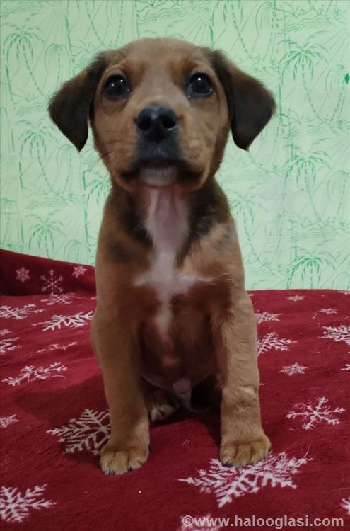 Poklanja se štene | Halo Oglasi