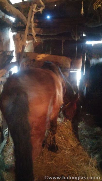 Prodajem Zdrebe | Halo Oglasi