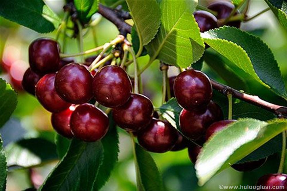 Sadnice visnje | Halo Oglasi