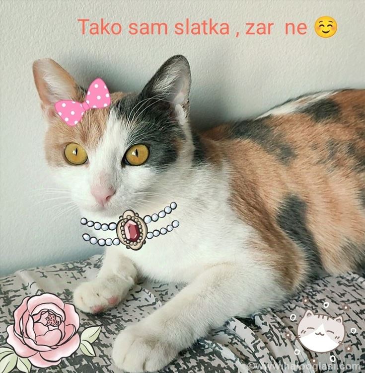 Predivna maca Nadja trazi svoj dom | Halo Oglasi