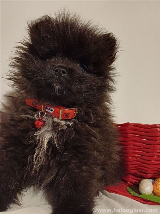 Mini pomeranac, silver dečak | Halo Oglasi