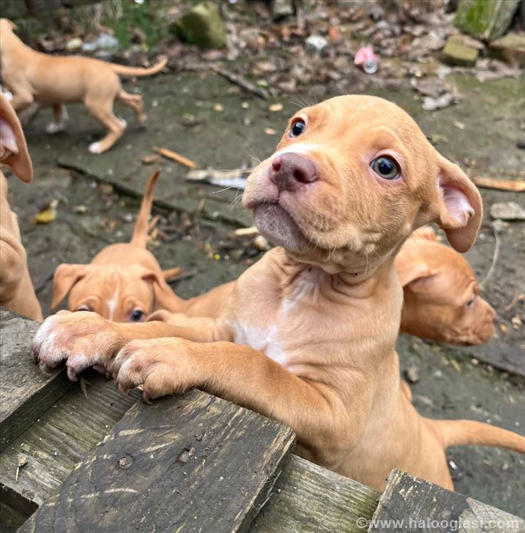 Pit bul red nose, štenići | Halo Oglasi