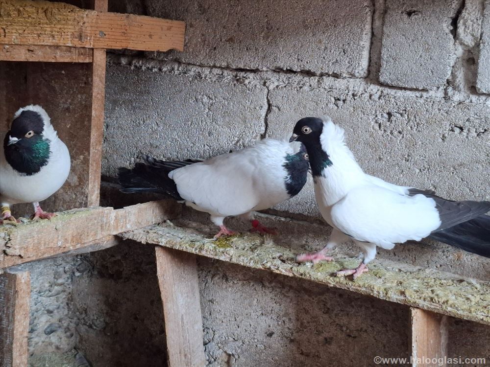 Nemačke Opatice | Halo Oglasi