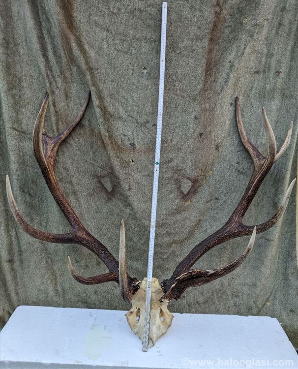 Jelenski rogovi - 03 | Halo Oglasi