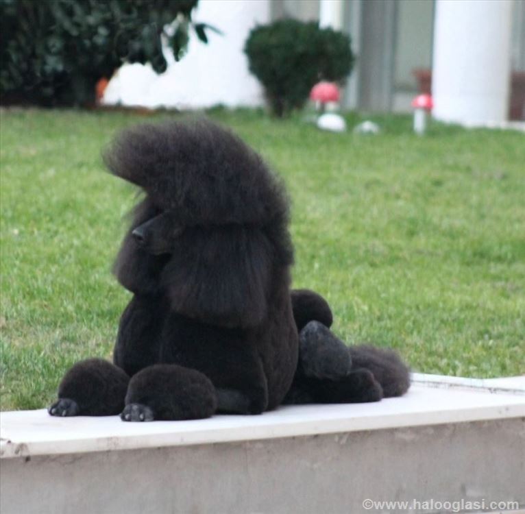 Pudla, Velika(Standard) | Halo Oglasi