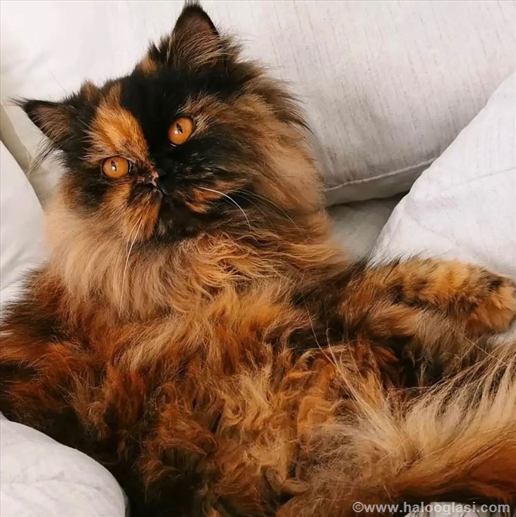 Persijska , mačka na poklon | Halo Oglasi