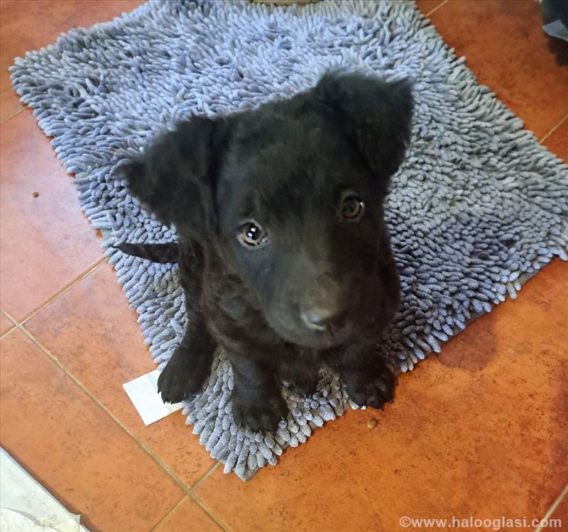 Pulin, štene poklanjam | Halo Oglasi