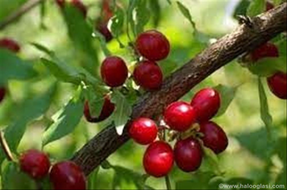 Sadnice kalemljenog drena | Halo Oglasi