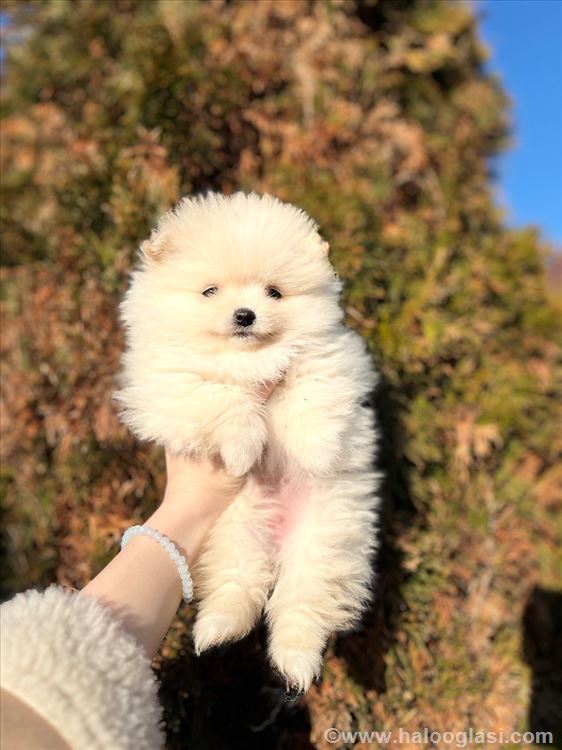 Pomeranac mini (bela zenka) | Halo Oglasi