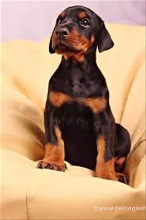 Doberman , štene | Halo Oglasi