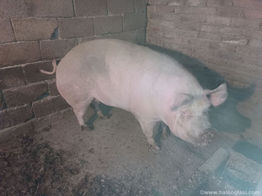 Krmaca na prodaju | Halo Oglasi