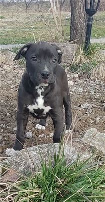 Prodaja pasa i psi na poklon Pit bul terijer | Halo oglasi