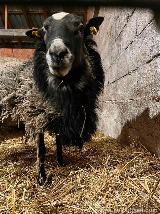 Romanovski ovan na prodaju | Halo Oglasi