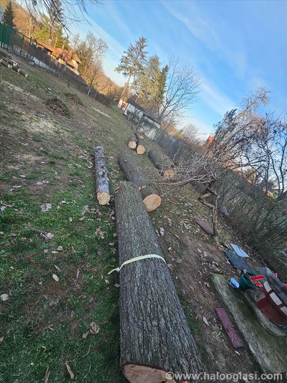 Stabla bora | Halo Oglasi