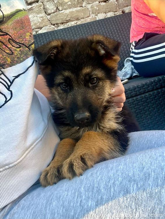 Nemački ovčar, štene | Halo Oglasi