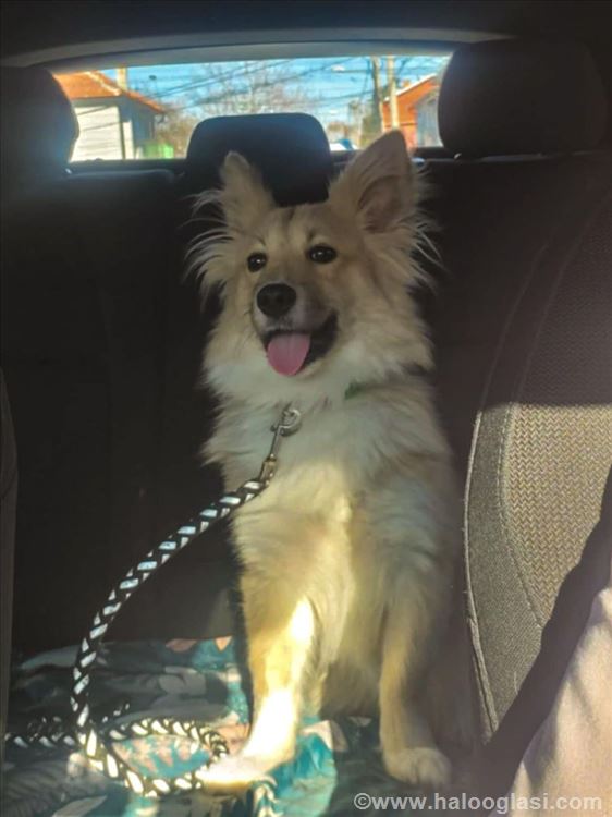 SPITZGI | Halo Oglasi