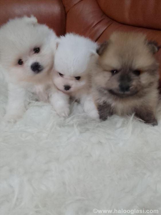 Pomeranac, Boo štenci | Halo Oglasi